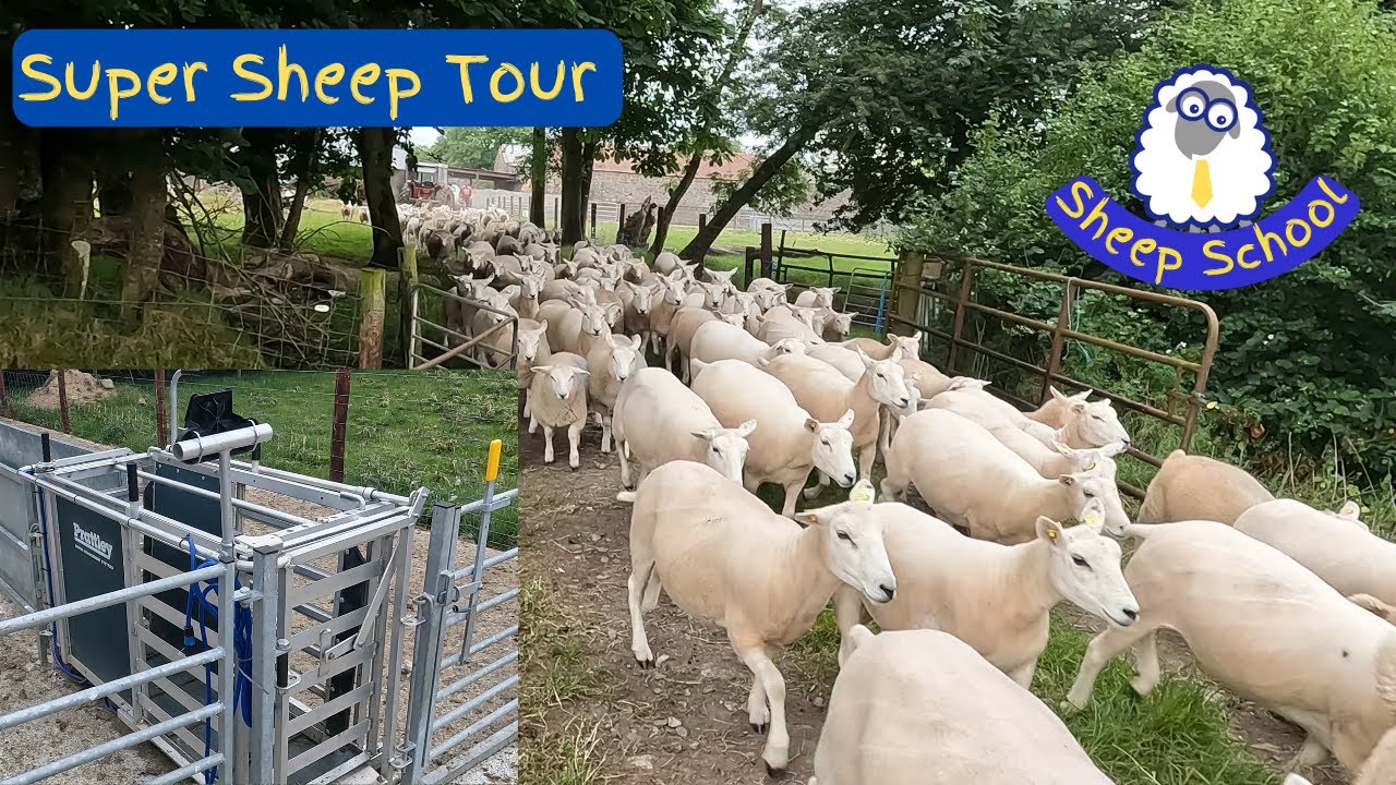 Sheep Farm Tour - New Handling System, Sheds And Compact Lambing ...