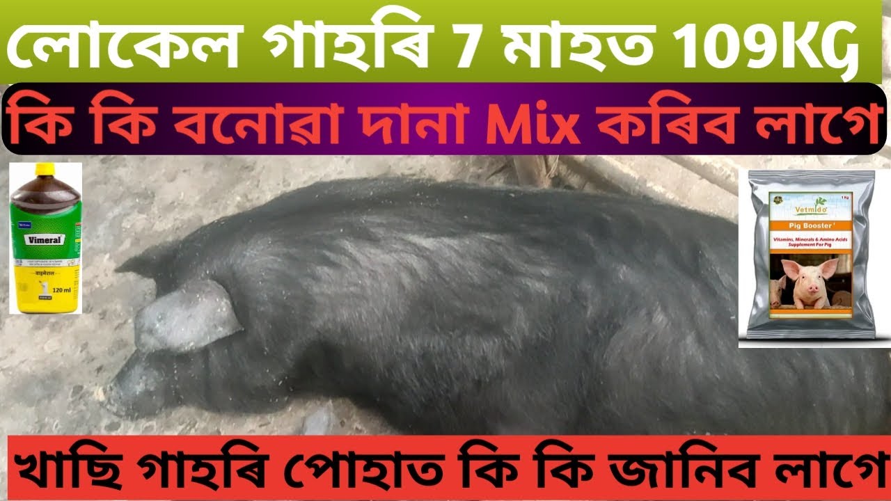 Pig Farm In Assam//local khasi gahori/বনোৱা দানা খোৱাই লোকেল খাছি গাহৰি ...