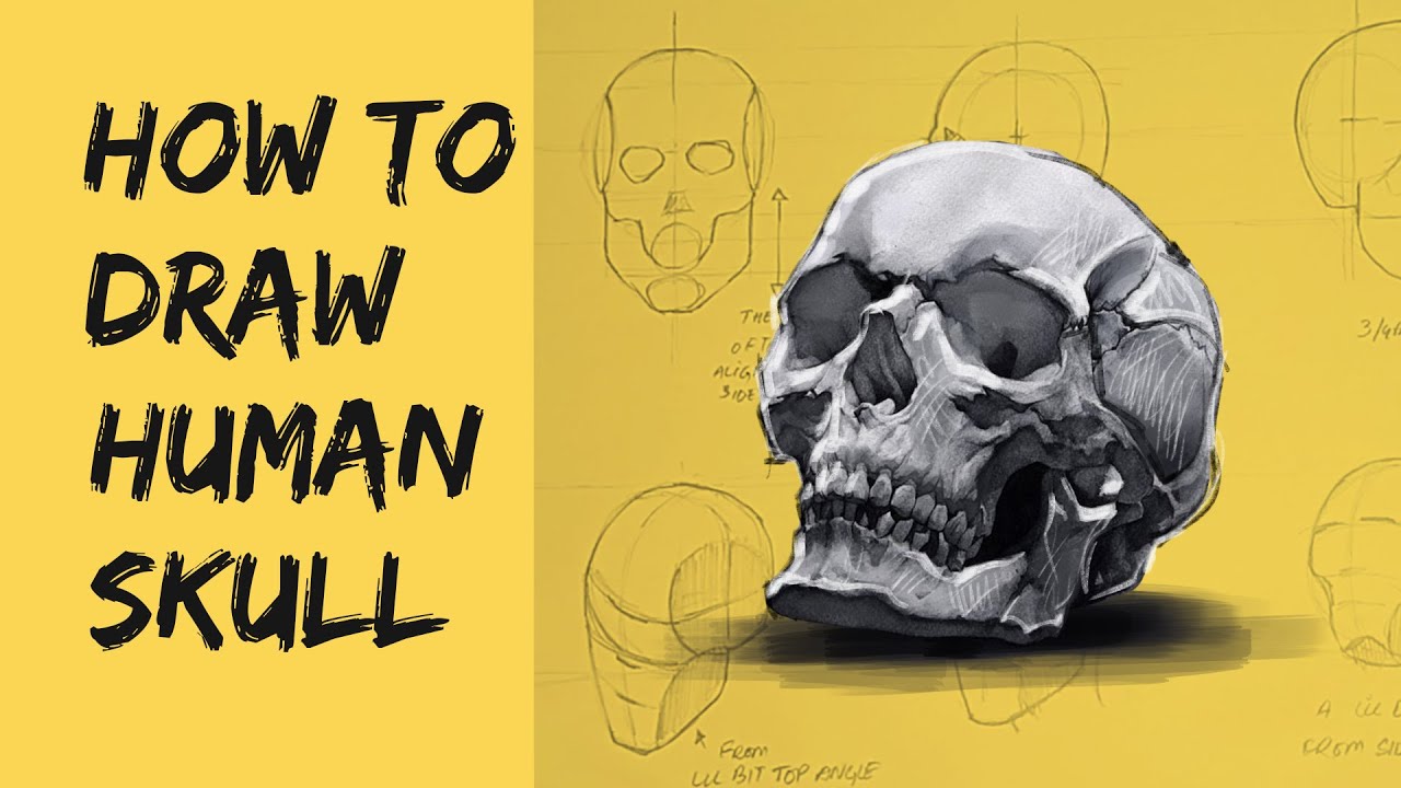 How to Draw a Skull | Learn to Draw a Skull - YouTube