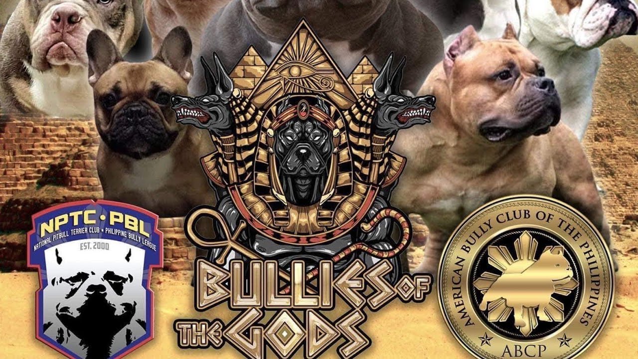 exotic American bully Dog show Ang gaganda nang mga bully nila Grabee ...