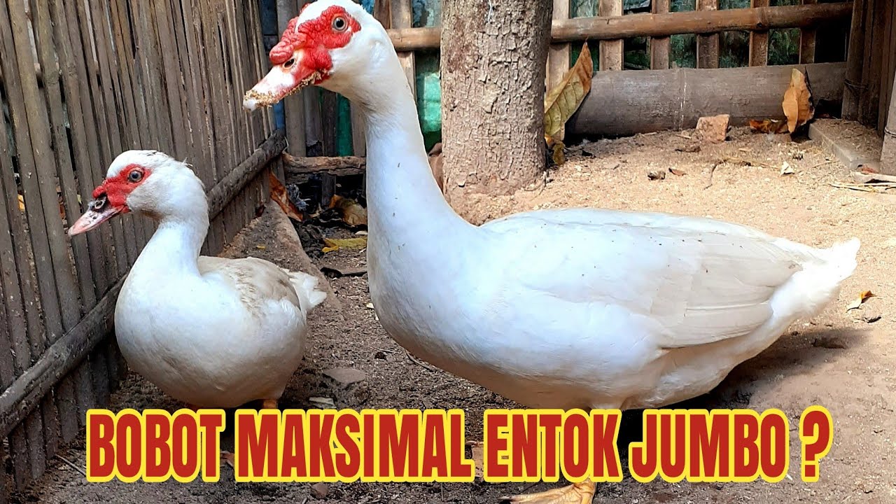 BOBOT ENTOK JUMBO BLITAR 7 KG LEBIH ??? - YouTube
