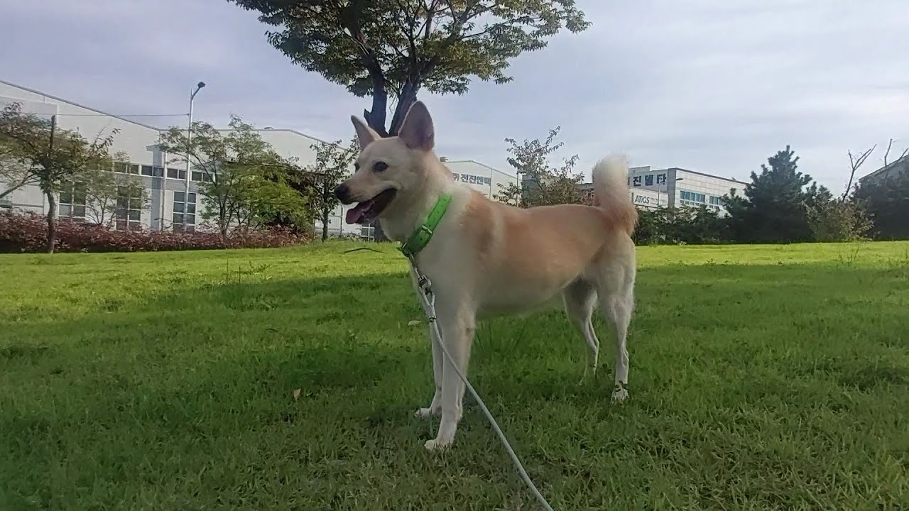 이렇게 밖에 나와 산책만 하면 표정이 달라지는데 추석 연휴라고 어찌 회사에 안 나올 수 있겠는가 L 추석 연휴 아침 7시40분 공장개산책 L 표정이 벌써 너무 밝은 공장