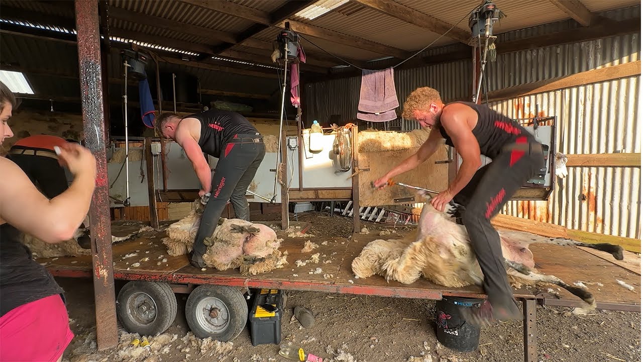 Falling off the trailer on the warmest day of the year! | The Sheep ...
