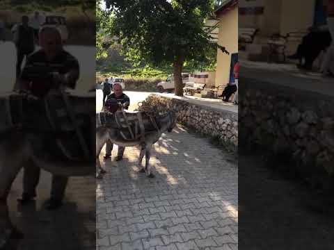 Eşeğe böyle binilir