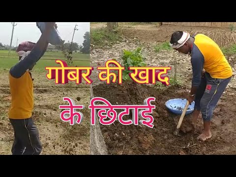 Gobar Ki Khad Ke Chhitai|Gobar Ki Khad|Jaivik Khad|Gobar Khad Plant ...