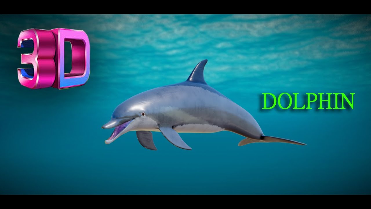 dolphin 3d | dolphin 3d animated |dolphin swiming animated 3d model ...