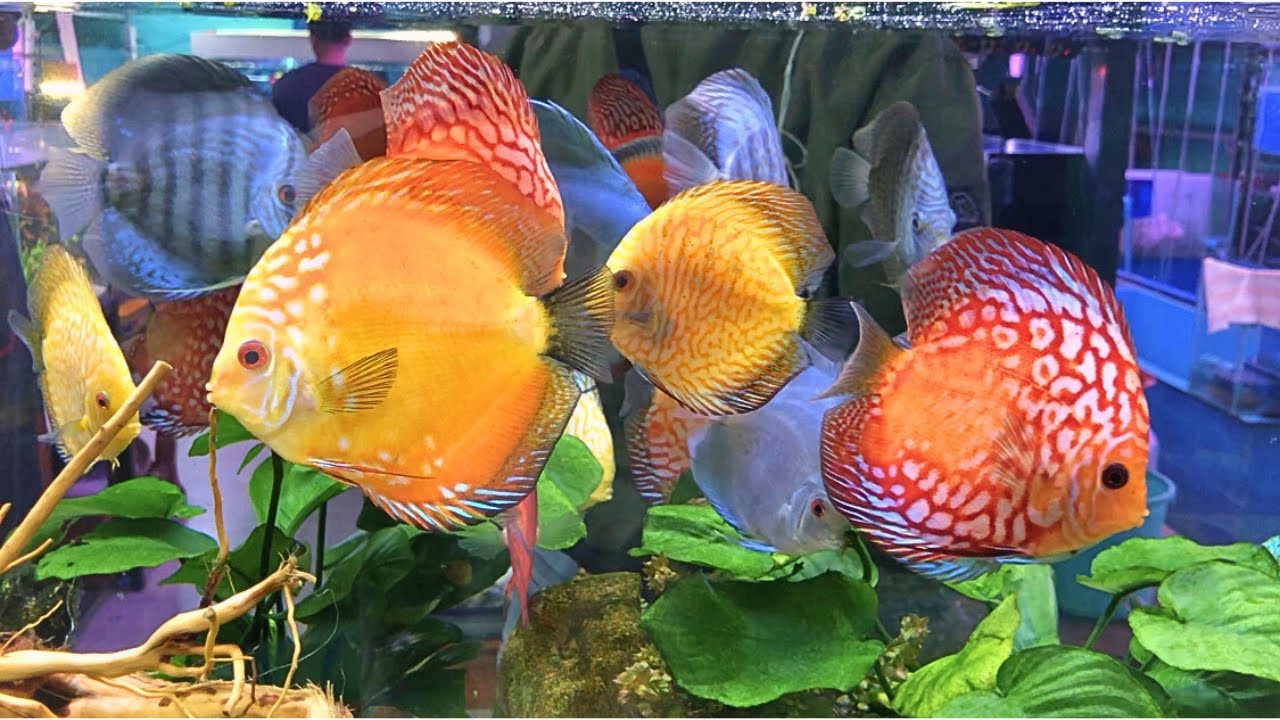 The most beautiful discus fish tank very cute fish in aquarium - YouTube