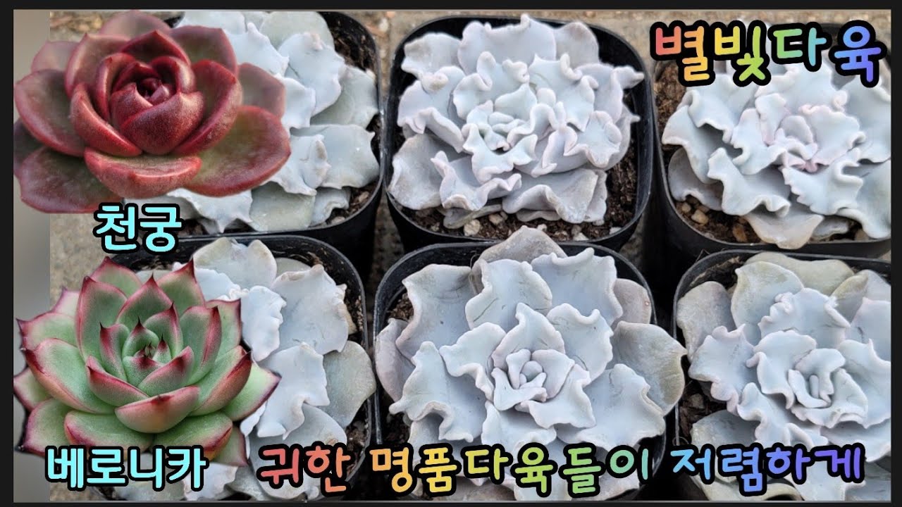 230112다육이별빛다육명품다육베로니카초특가다육크리스피뷰티유아독존만원의행복귀품다육천궁짚시금군생소인