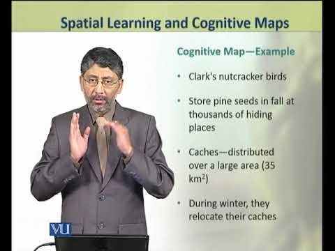 Spatial Learning and Cognitive Maps | Animal Physiology and Behavior ...