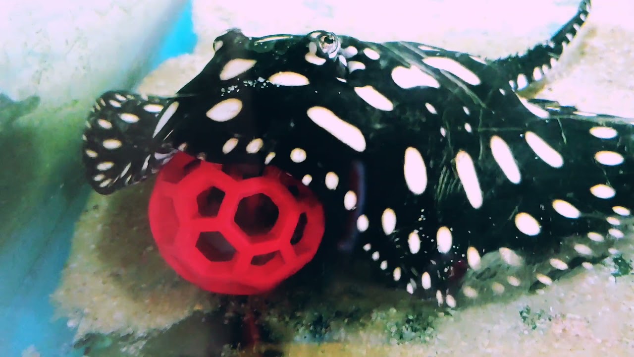 Pet Stingray Enrichment Feeding - YouTube