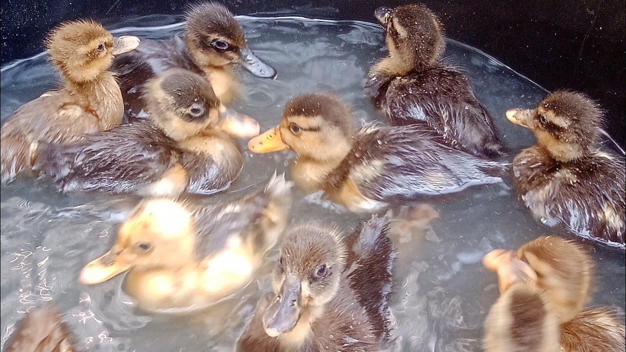 how to make dauk - YouTube