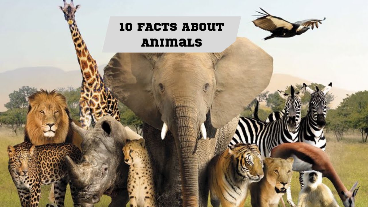 10 Facts About Animals// May You Don't Know // Knowledge // MK Channel ...