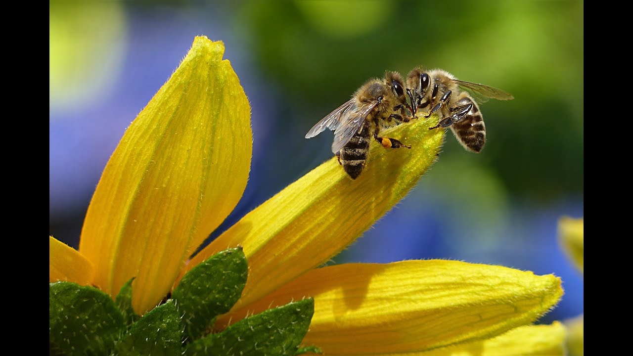 The Hum of Bees, The Voice of Being - YouTube