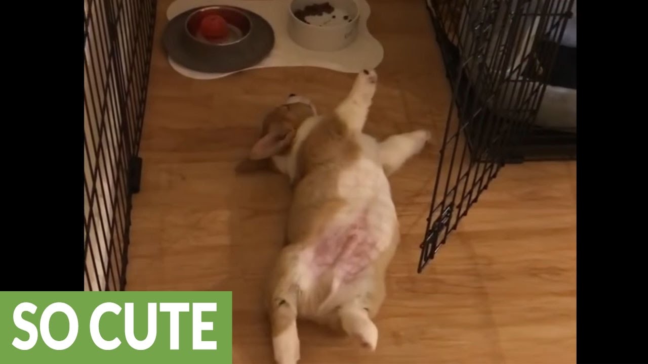 Corgi puppy perfectly demonstrates Monday morning blues - YouTube