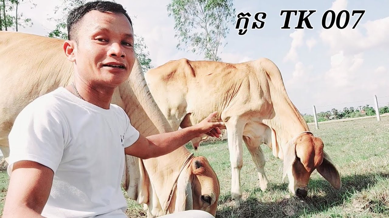 Breeding 4 cows, calves TK 007 - YouTube