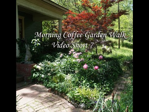 Morning Coffee Garden Walk/ Video Short 7 - YouTube