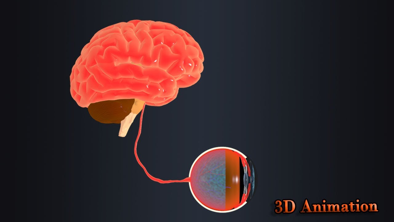 Retina of human Eye (3D Animation) - YouTube