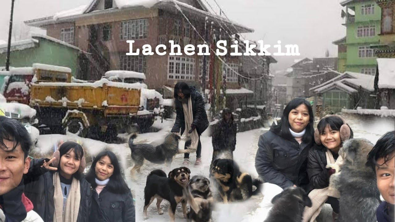 Lachen || found cute dogs || North Sikkim 🐾#fypシ - YouTube