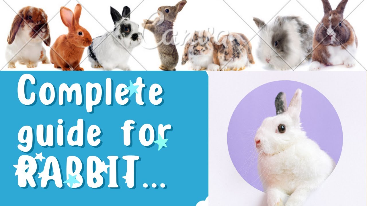 How to care for your pet rabbit/ Rabbit care/ Rabbit health/ Pet ...