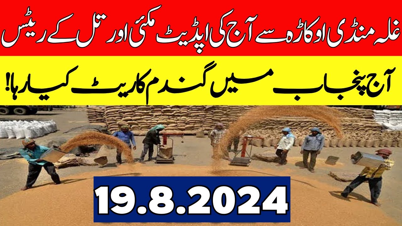 Okara Mandi Rates Today | Wheat,Munji,Till,Sarso,Makki, Rates update ...