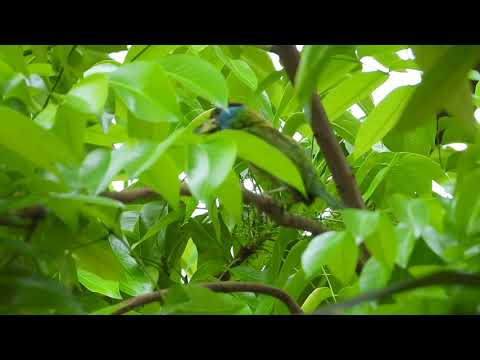 Blue throated Barbet Sound - YouTube
