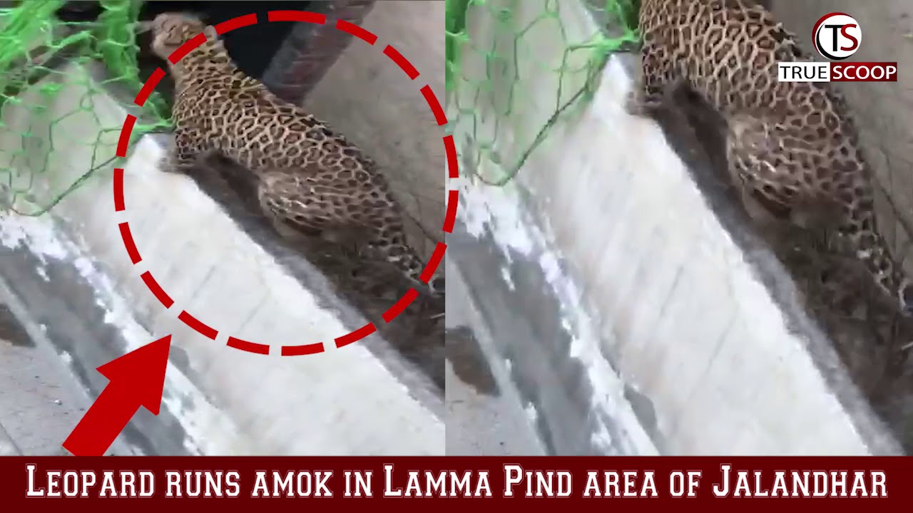Leopard runs amok in lamba pind area of jalandhar - YouTube