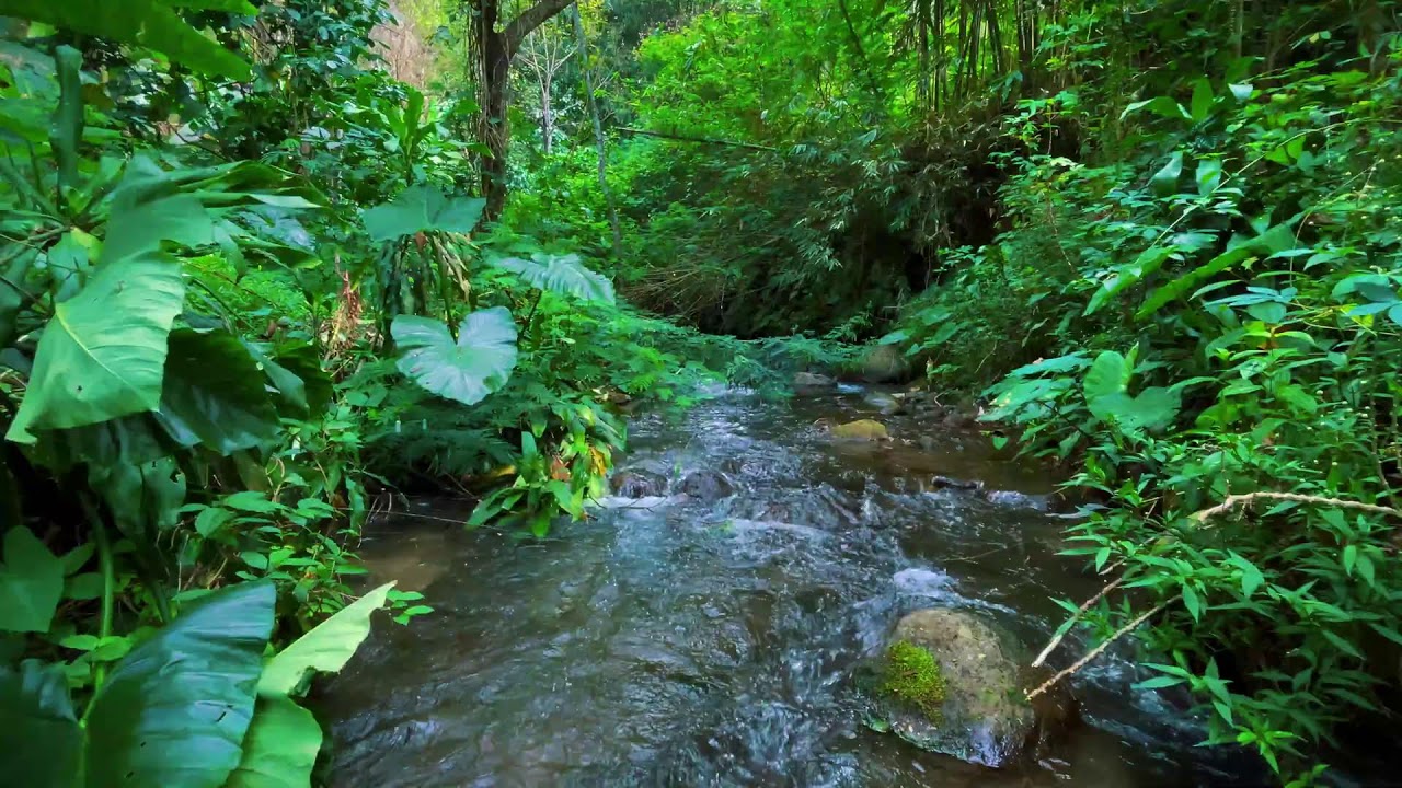 Real River Sound in Green Tropical Hills | Flowing Water and Forest ...
