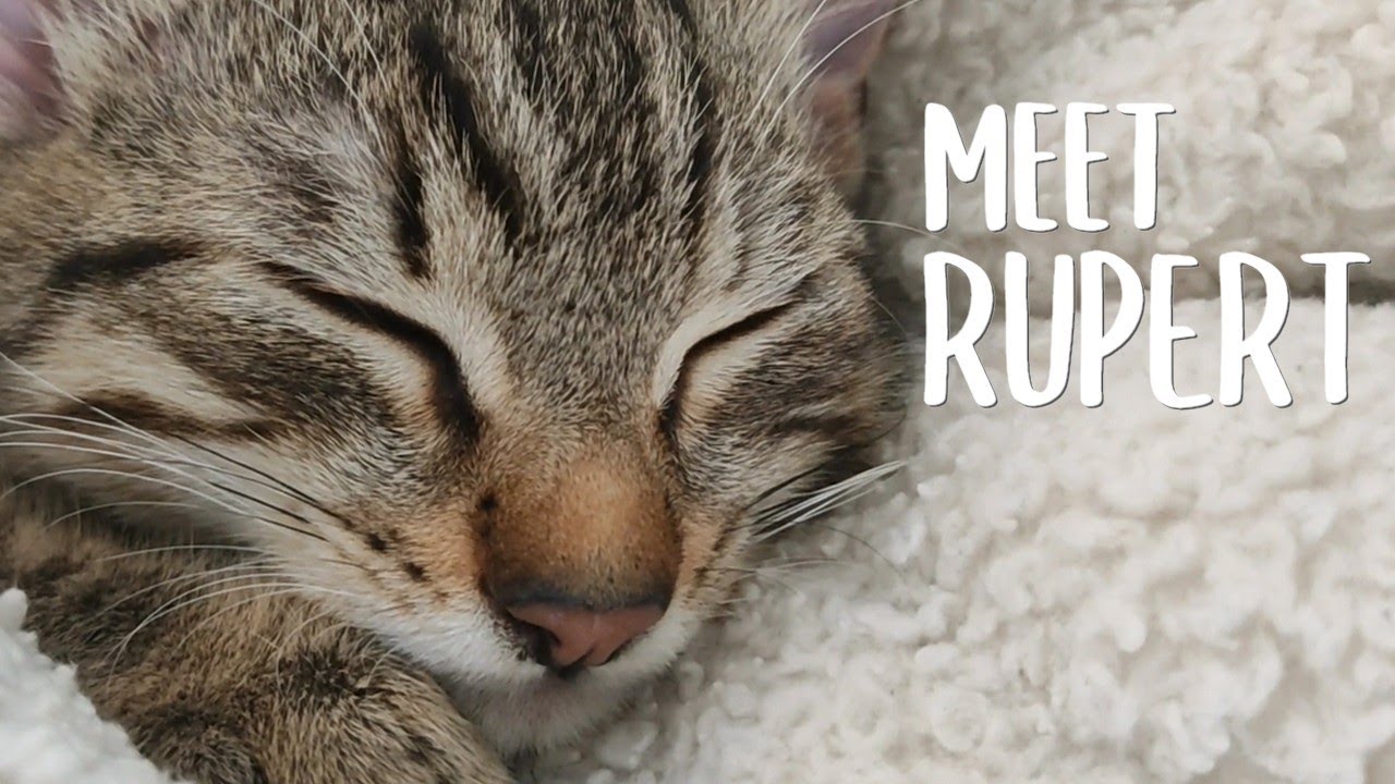 Kitten ASMR ∣ Meet Rupert ! (Cat kneading, purring, pawing, paw ...