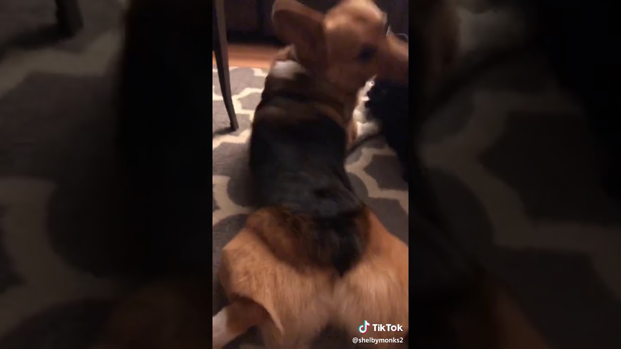 Slap dog meme - YouTube