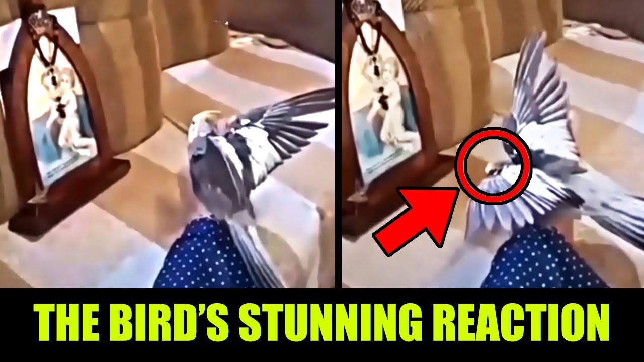 Bird Bows to the Virgin Mary on Camera, Scientists Left Stunned - YouTube