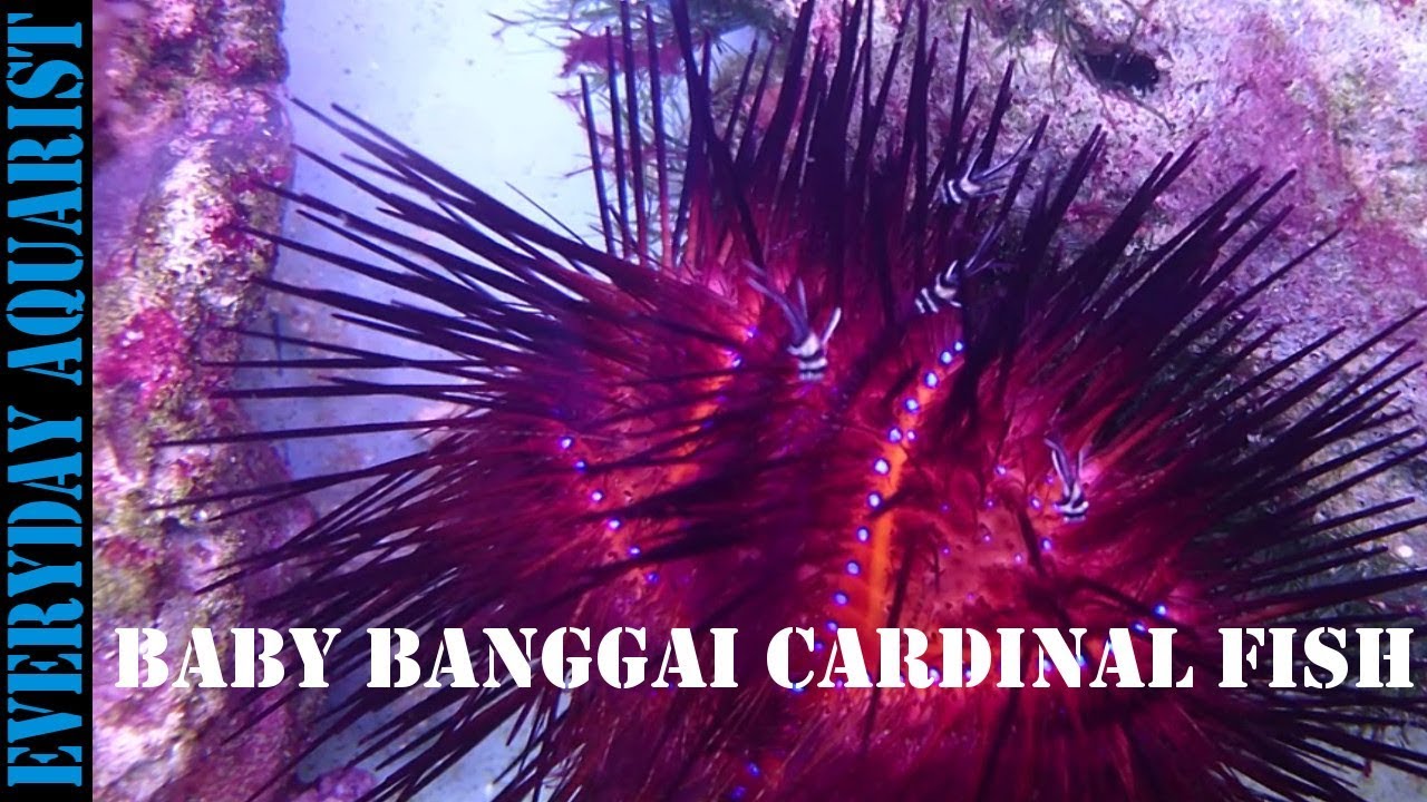 Banggai Cardinal Fish Fry Hosting Urchin - YouTube
