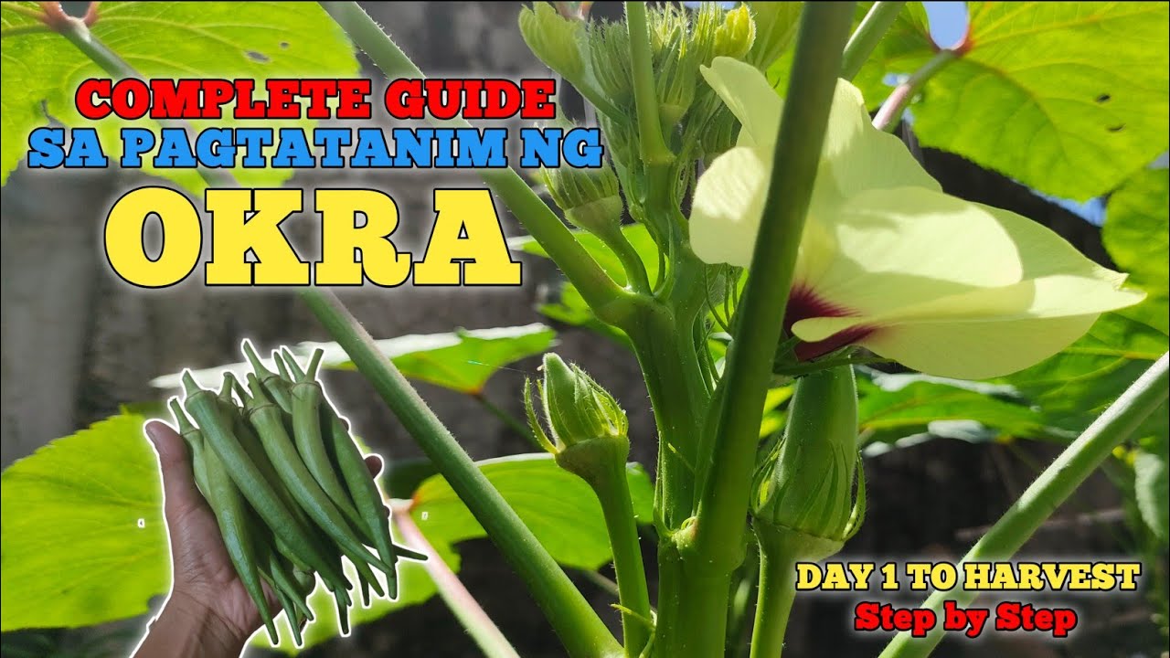 Paano Magtanim ng OKRA at Paramihin ang mga BUNGA - YouTube