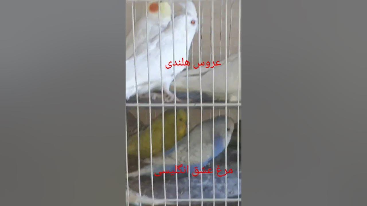 مرغ عشق و عروس هلندی Youtube