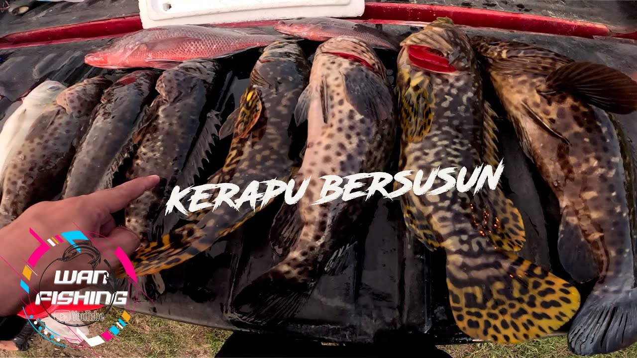 KERAPU BERSUSUN, KERATANG, CASTING MUARA MERUAP. - YouTube
