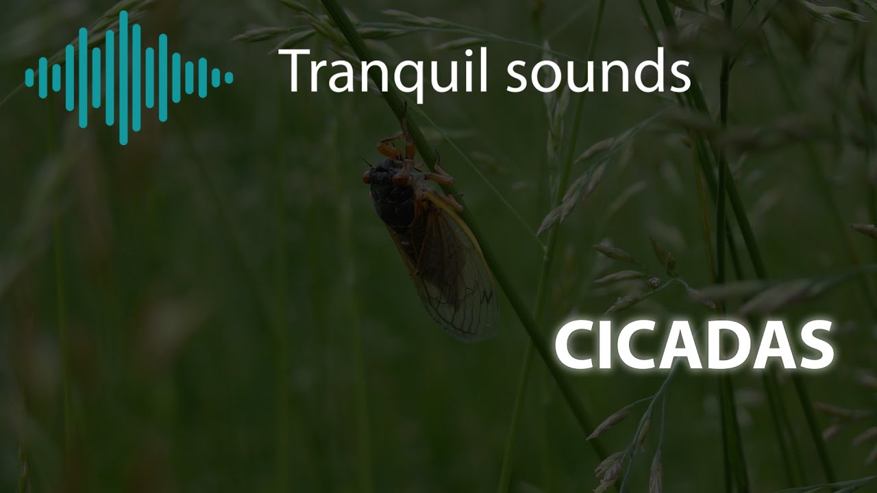 Cicadas Sound | 3 Hours | Sleep | Tinnitus Relief | Cicadas - YouTube
