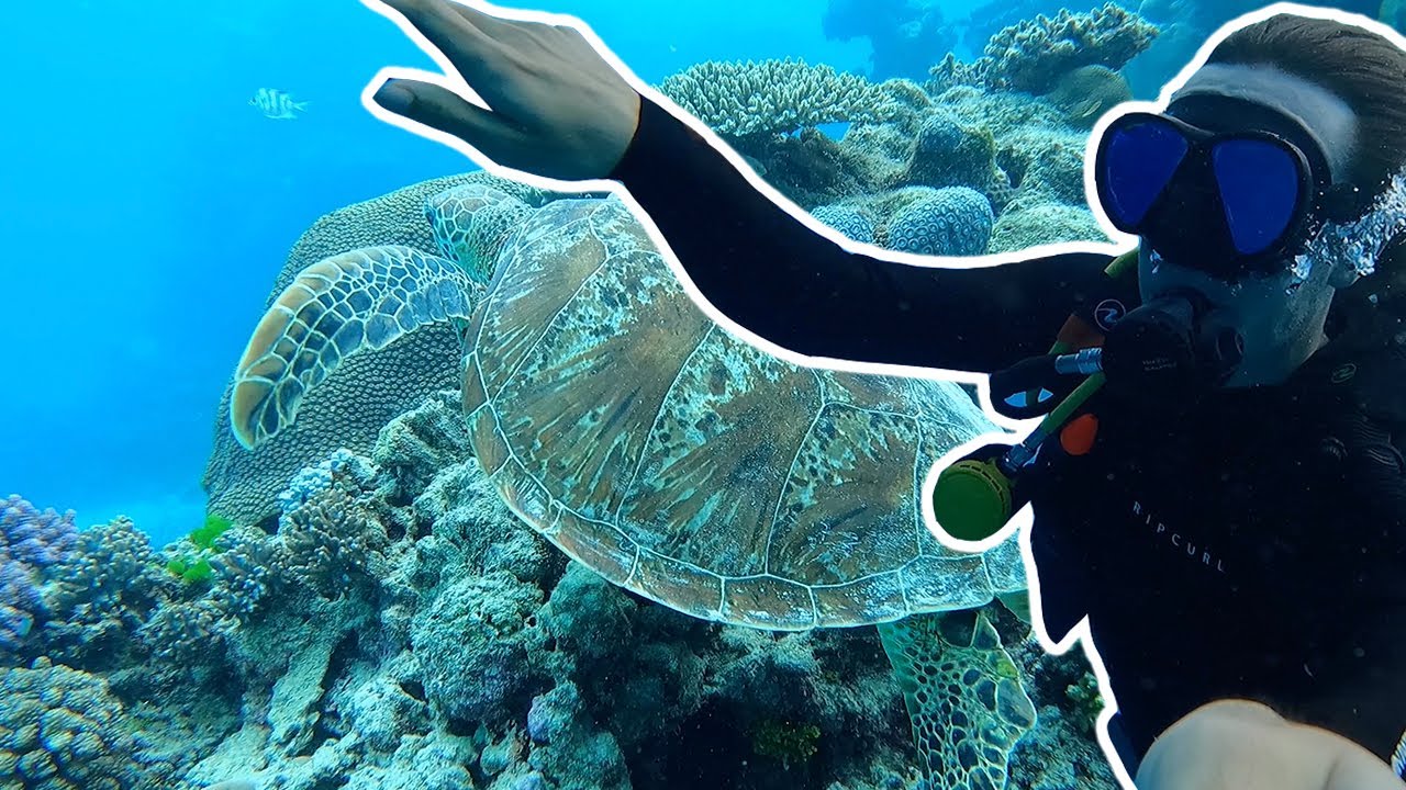 GREAT BARRIER REEF SCUBA DIVING (GETTING SICK) - YouTube