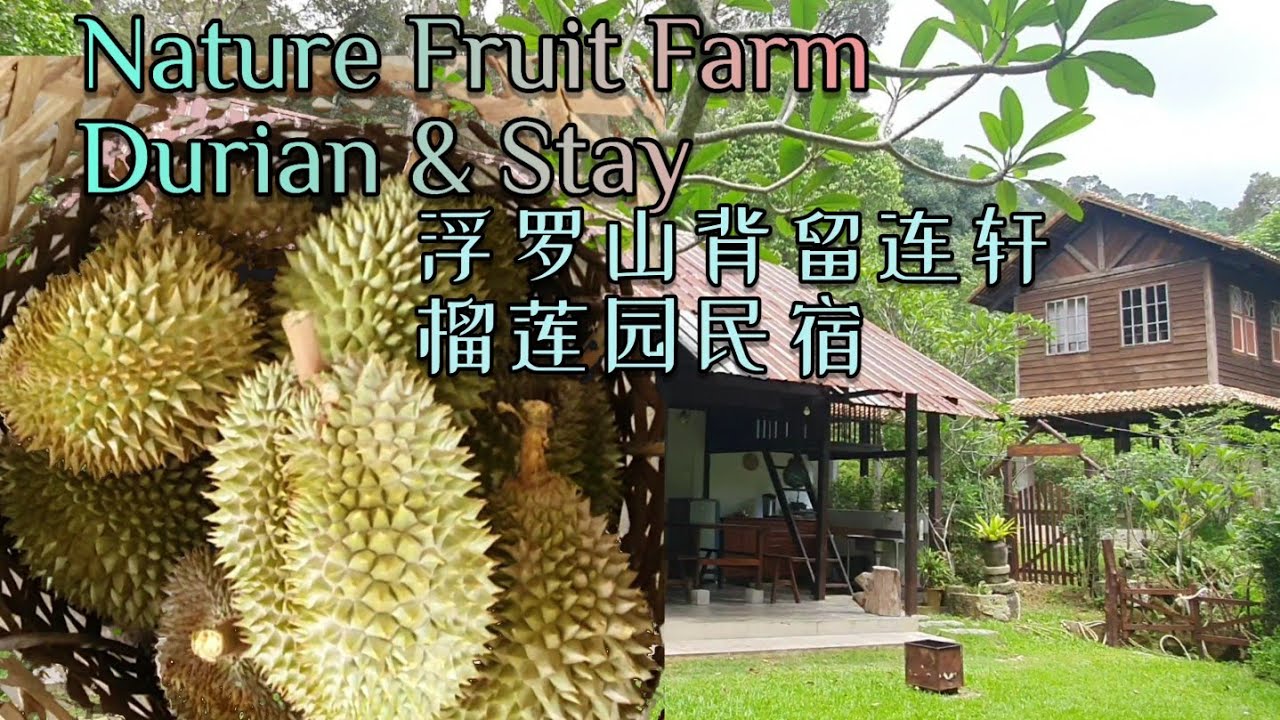 Nature Fruit Farm Resort-For Good Durians &Farm Stay-浮罗山背留连轩榴莲园民宿 - YouTube