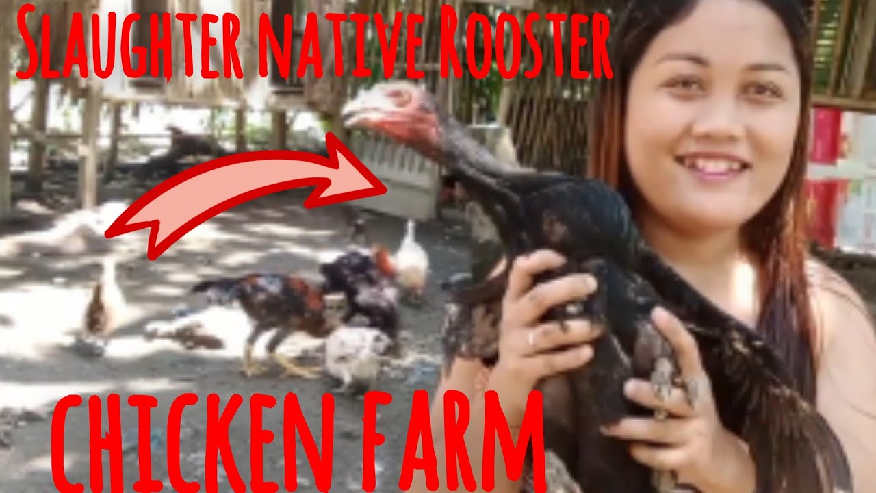 COUNTRY SIDE: BUTCHERED WHITE ROOSTER NATIVE CHICKEN- MOMMY GRACE VLOG ...