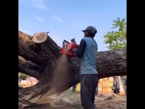 Awesome and Amazing skill man cutting down tree from bottom Tree - YouTube
