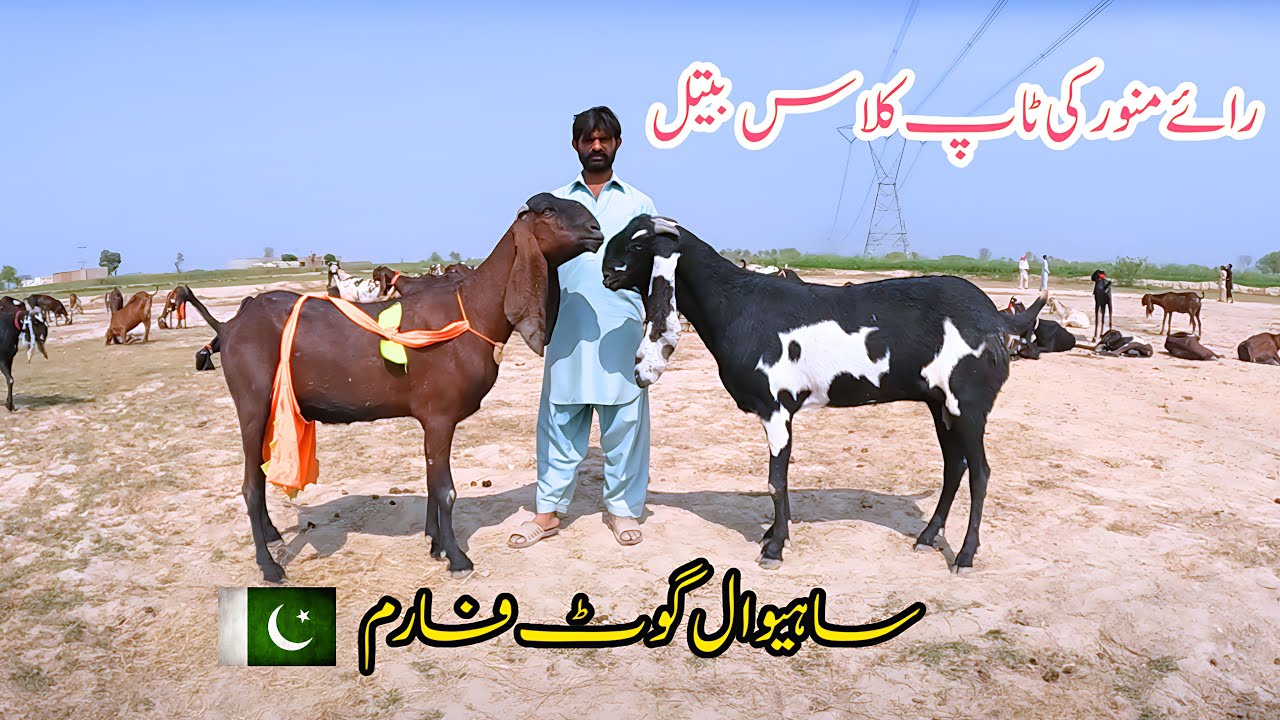 Rai Munawar Ke Ghar Ka Shoq ️‍🔥🔥| Sahiwal Goat Farm 🇵🇰 | Daily Vlog on ...