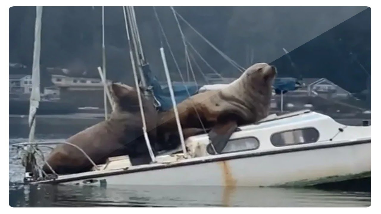 Two enormous sea lions steal a boat and take it for a joyride - YouTube