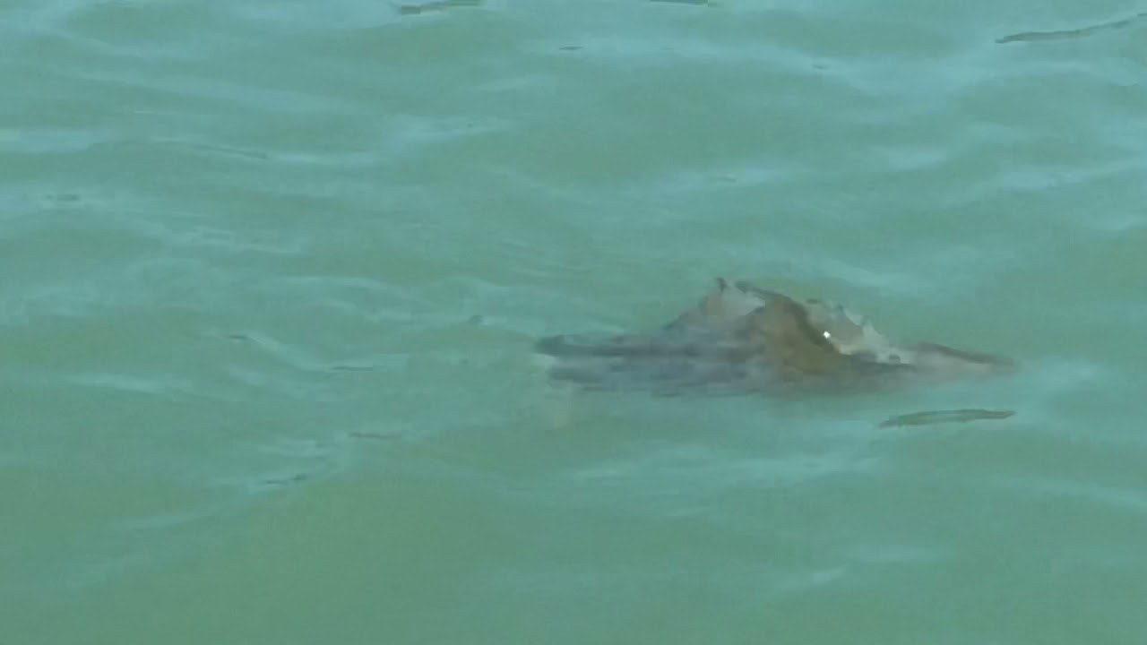 Sea Hare - Sea Slug swimming near the island of Sanibel - YouTube