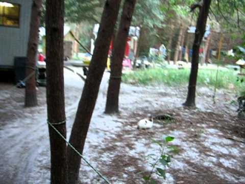 A walk through Caboodle Ranch. Cat santuary in Lee, Florida - YouTube