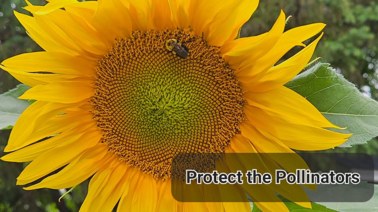 Protect the Pollinators - YouTube