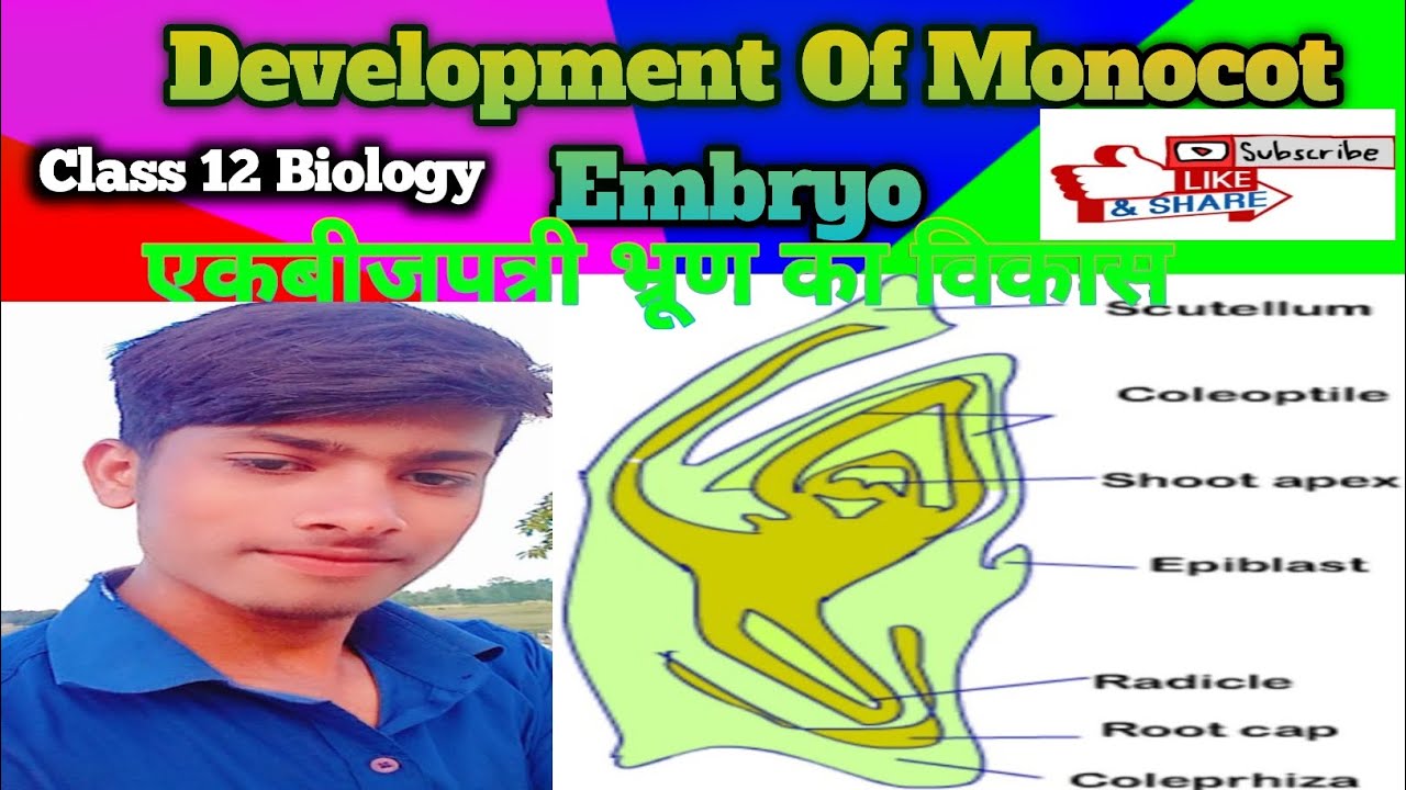 Development Of Monocot Embryo!"how development in seed of monocot ...