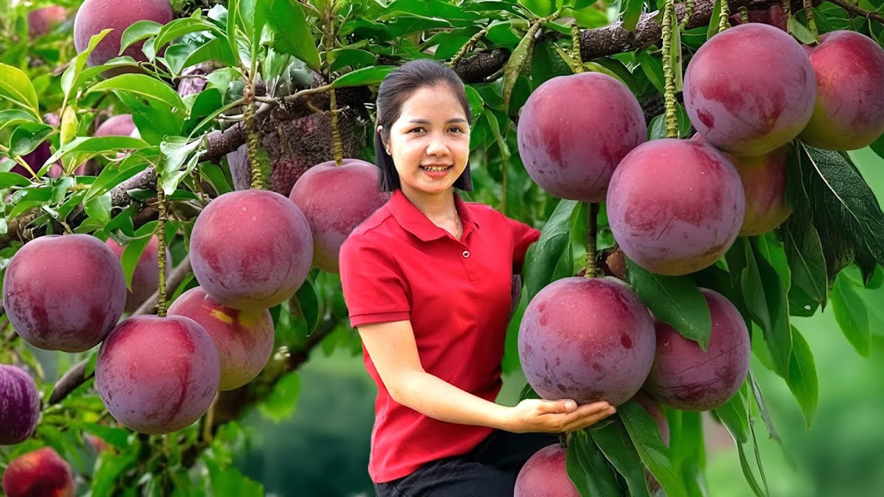 Harvesting 1000 + Kg Giant Plum Garden To Sell At Market | Tieu Ca Free ...