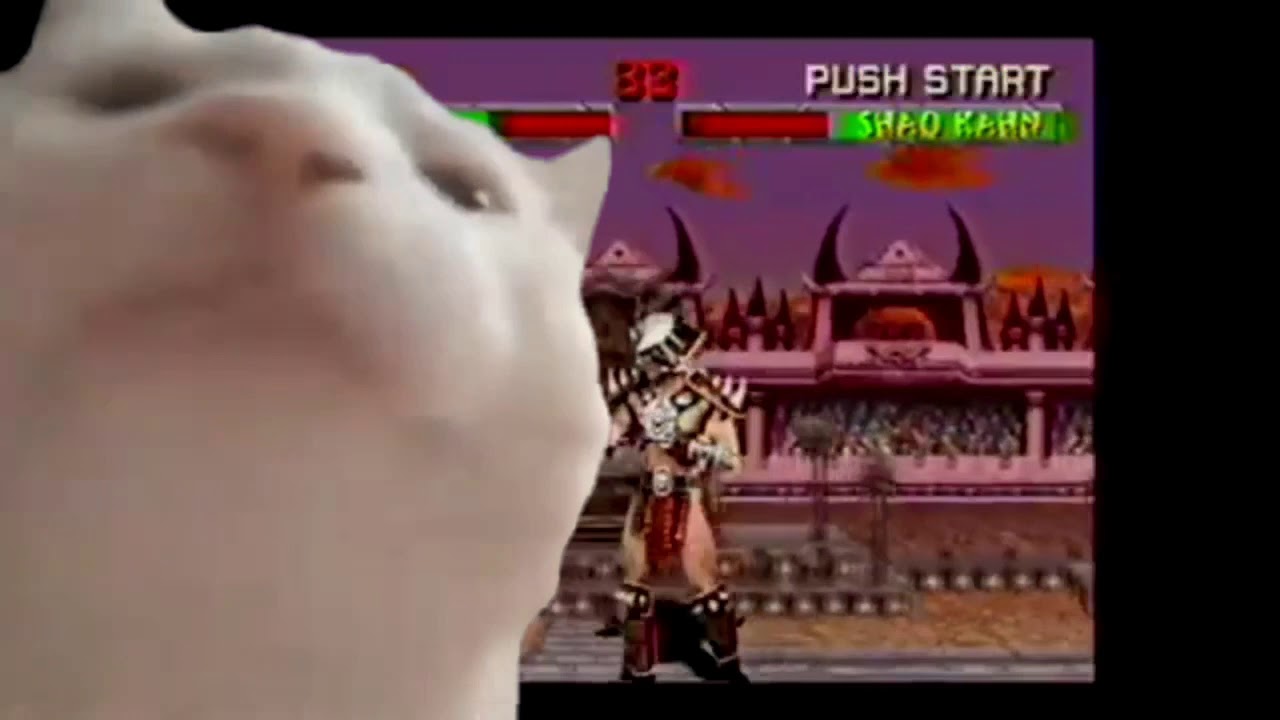 Cat Vibing To Mortal Kombat Theme - YouTube