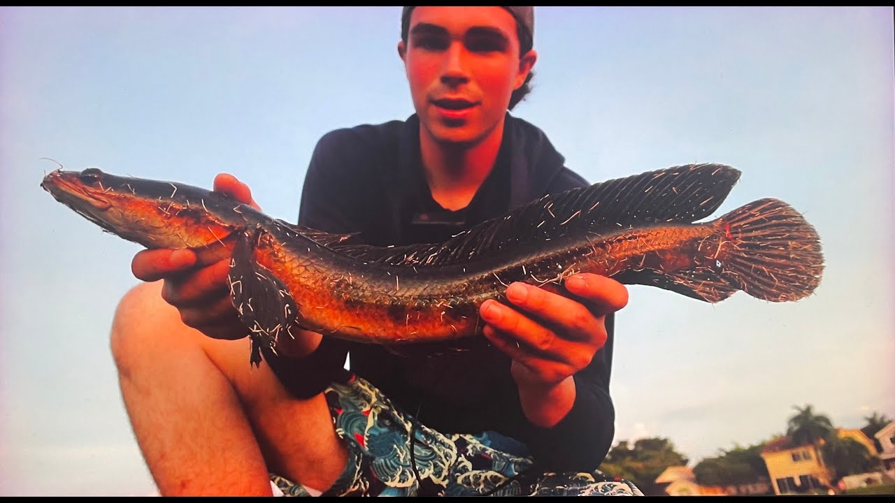 In Search of Florida’s Invasive Snakeheads. - YouTube