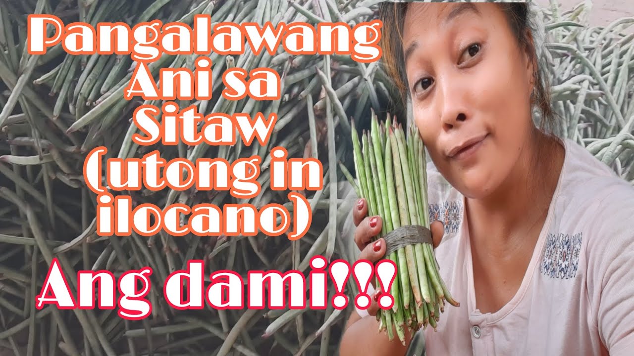 UMANI AT NAGBENTA NA NG SITAW(UTONG IN ILOCANO)Lonely Sniper16 - YouTube