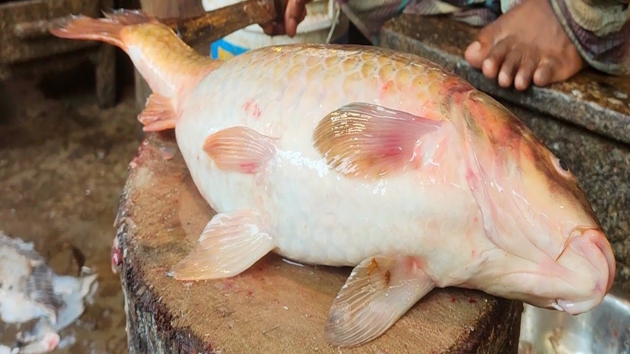 Amazing Cutting Skills | Big Carp Fish Cutting By Expert Fish Cutter ...